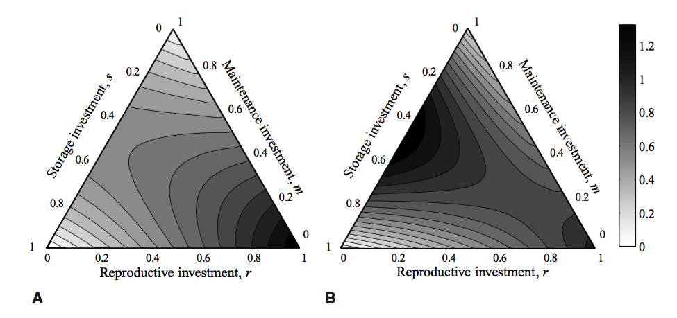 When to store energy in a stochastic environment | BARBARA FISCHER